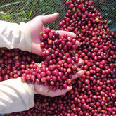 Products | % ARABICA